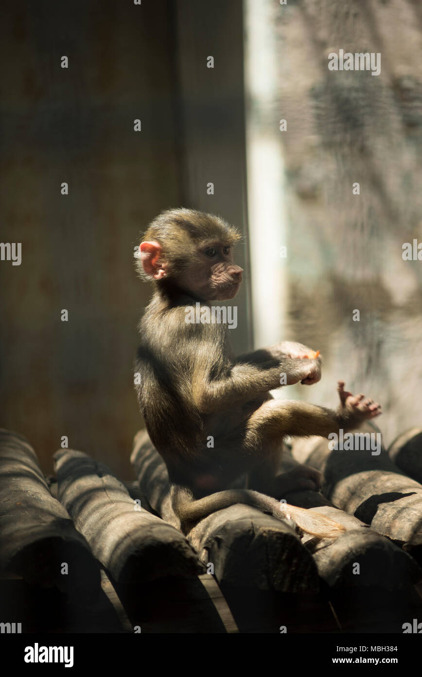 Primate playtime hi-res stock photography and images - Alamy