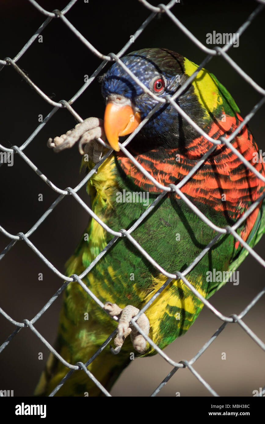 Flying colors hi-res stock photography and images - Alamy