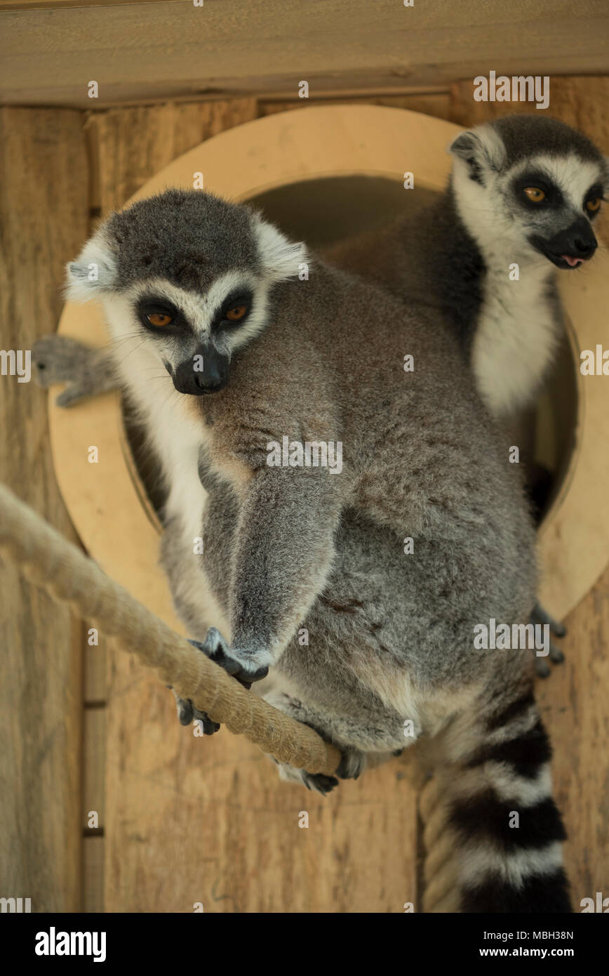Lemur Family High Resolution Stock Photography and Images - Alamy