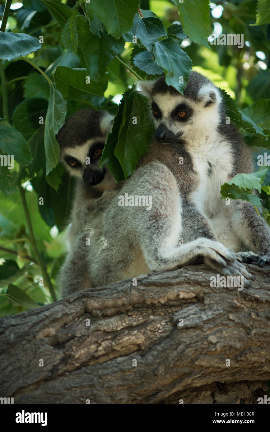 Kids love animals hi-res stock photography and images - Alamy