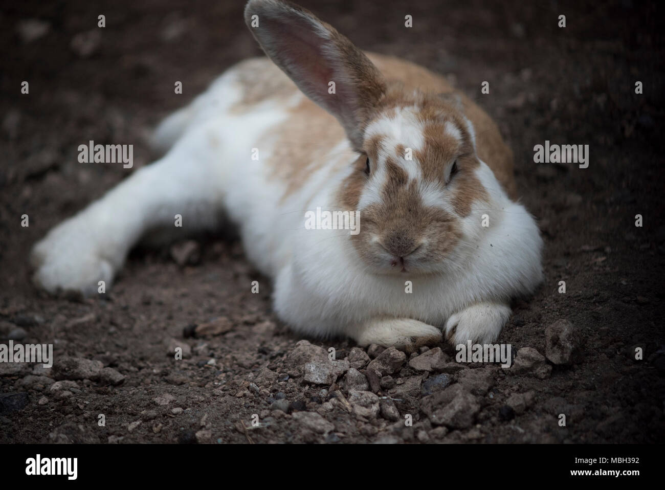 Rabbit gods hi-res stock photography and images - Alamy