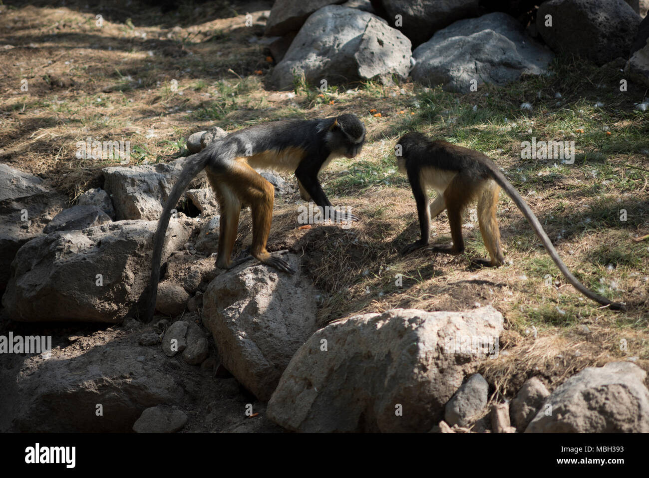 Monkey friends hi-res stock photography and images - Alamy