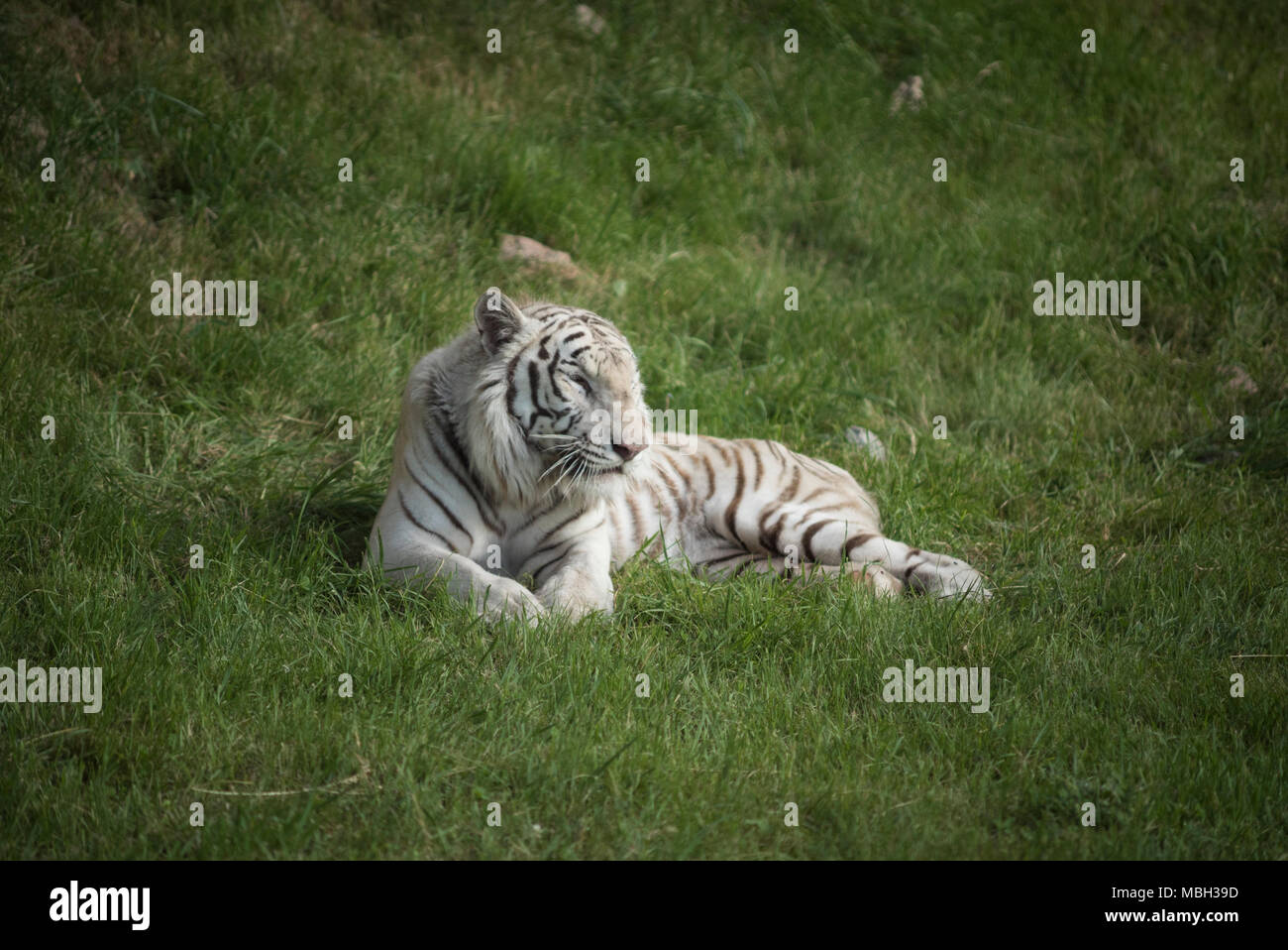 The White Tiger Stock Photo - Alamy