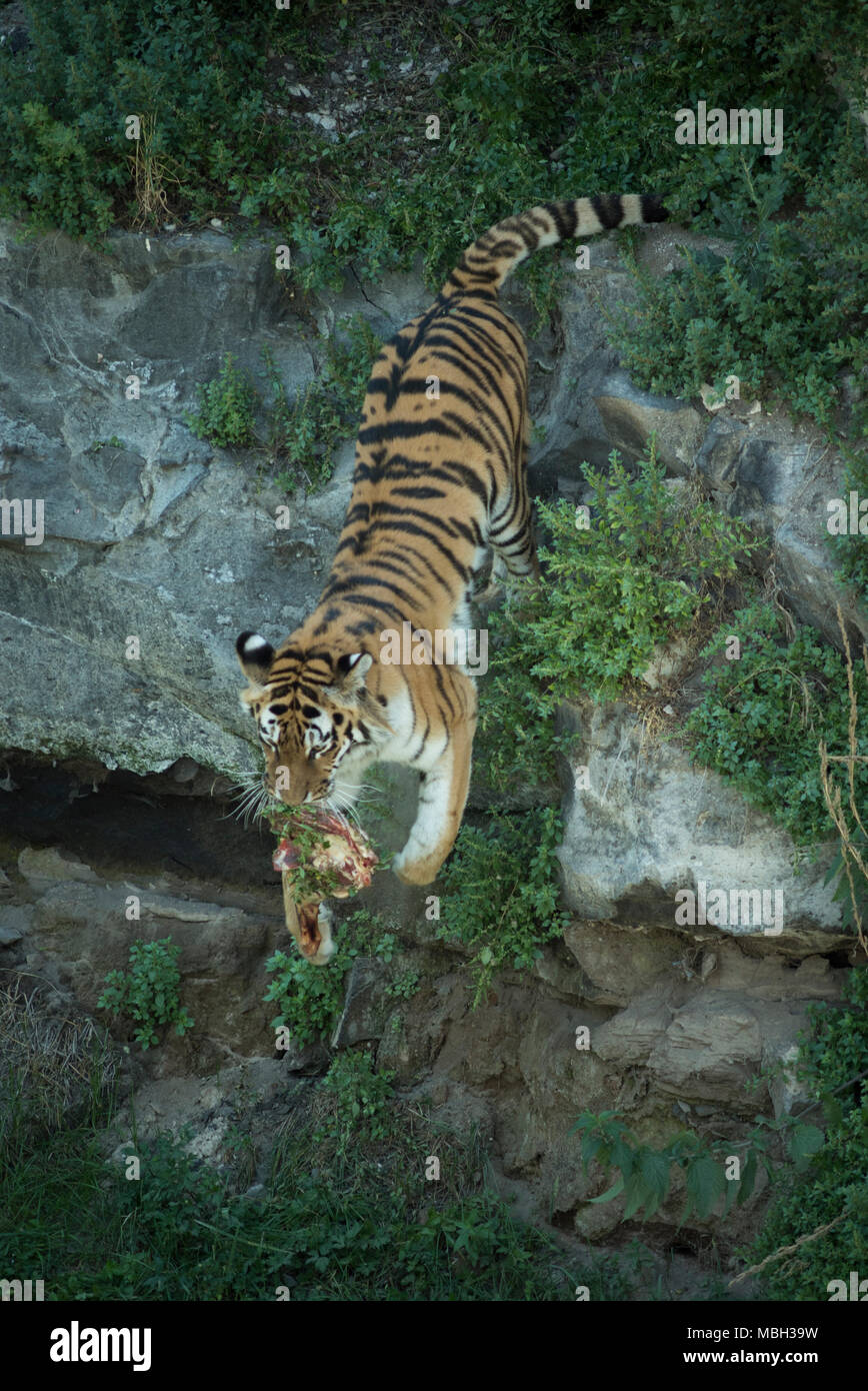 Hunting tiger in africa hi-res stock photography and images - Alamy