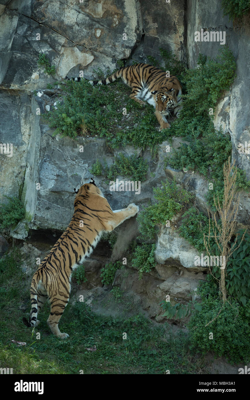 Kids zoo tiger hi-res stock photography and images - Alamy