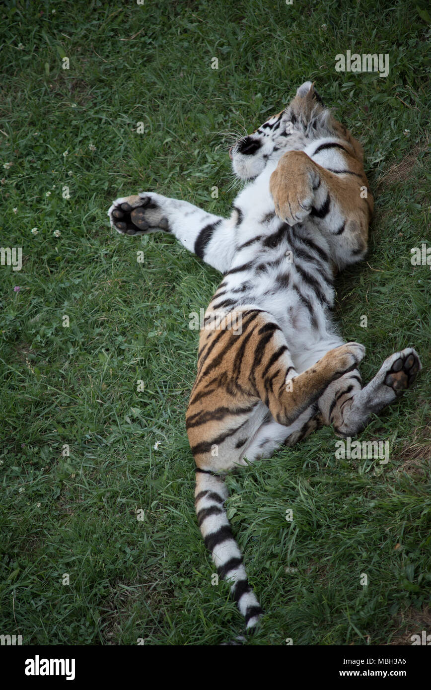 Scary tigers hi-res stock photography and images - Alamy