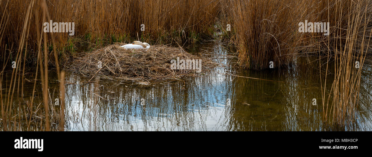 Spring feather reed grass plant hi-res stock photography and images - Alamy