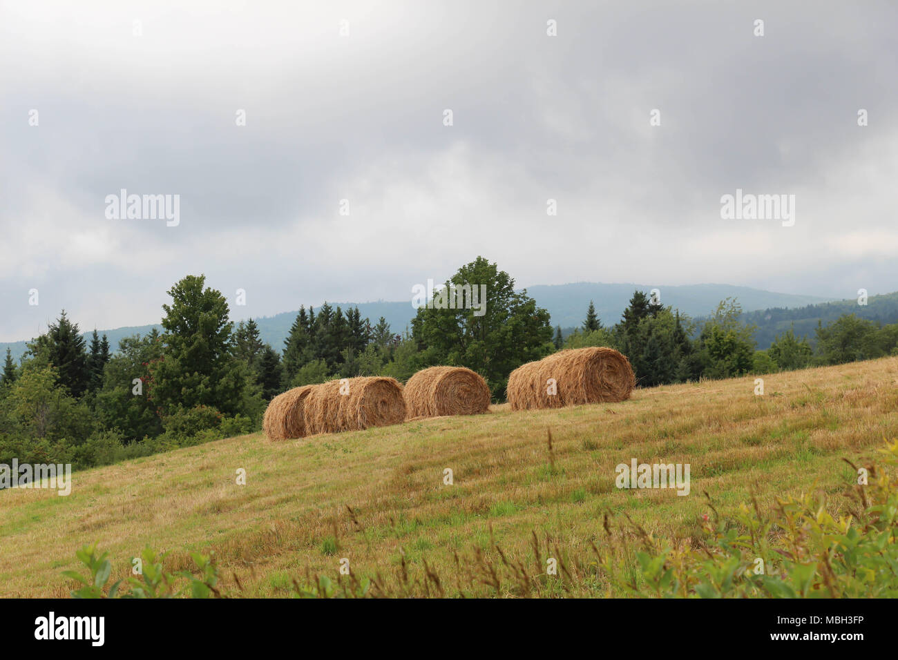 Freshly mowed round rolls of hay on lush green hillside with mountains ...