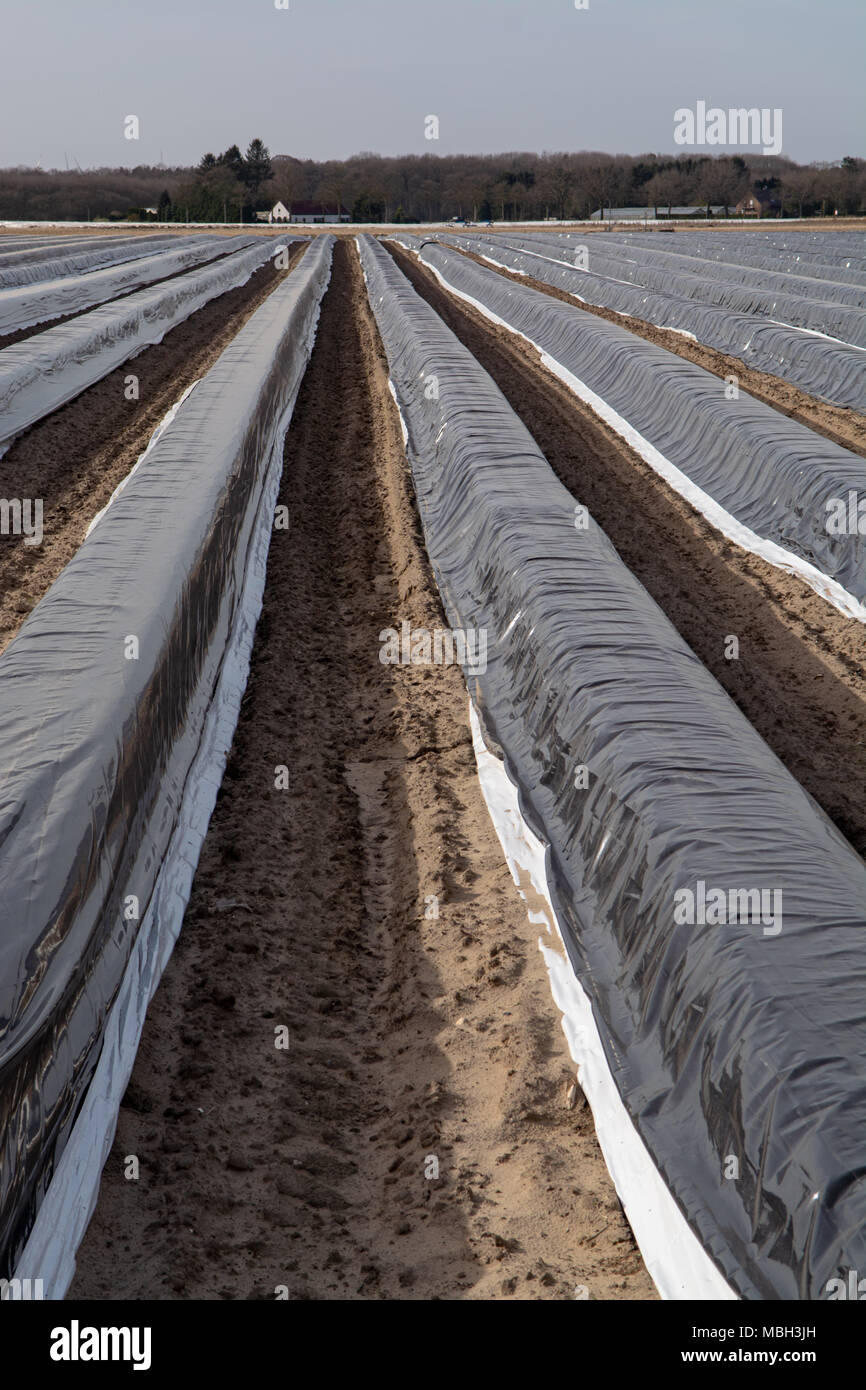 Asparagus fields covered with foil hi-res stock photography and images ...