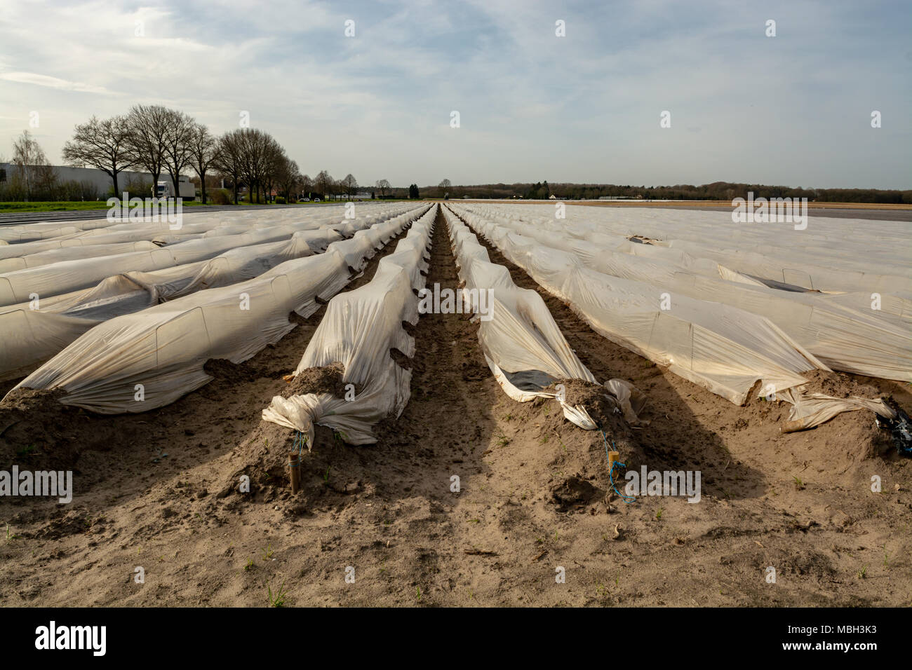 Asparagus fields covered with foil hi-res stock photography and images ...