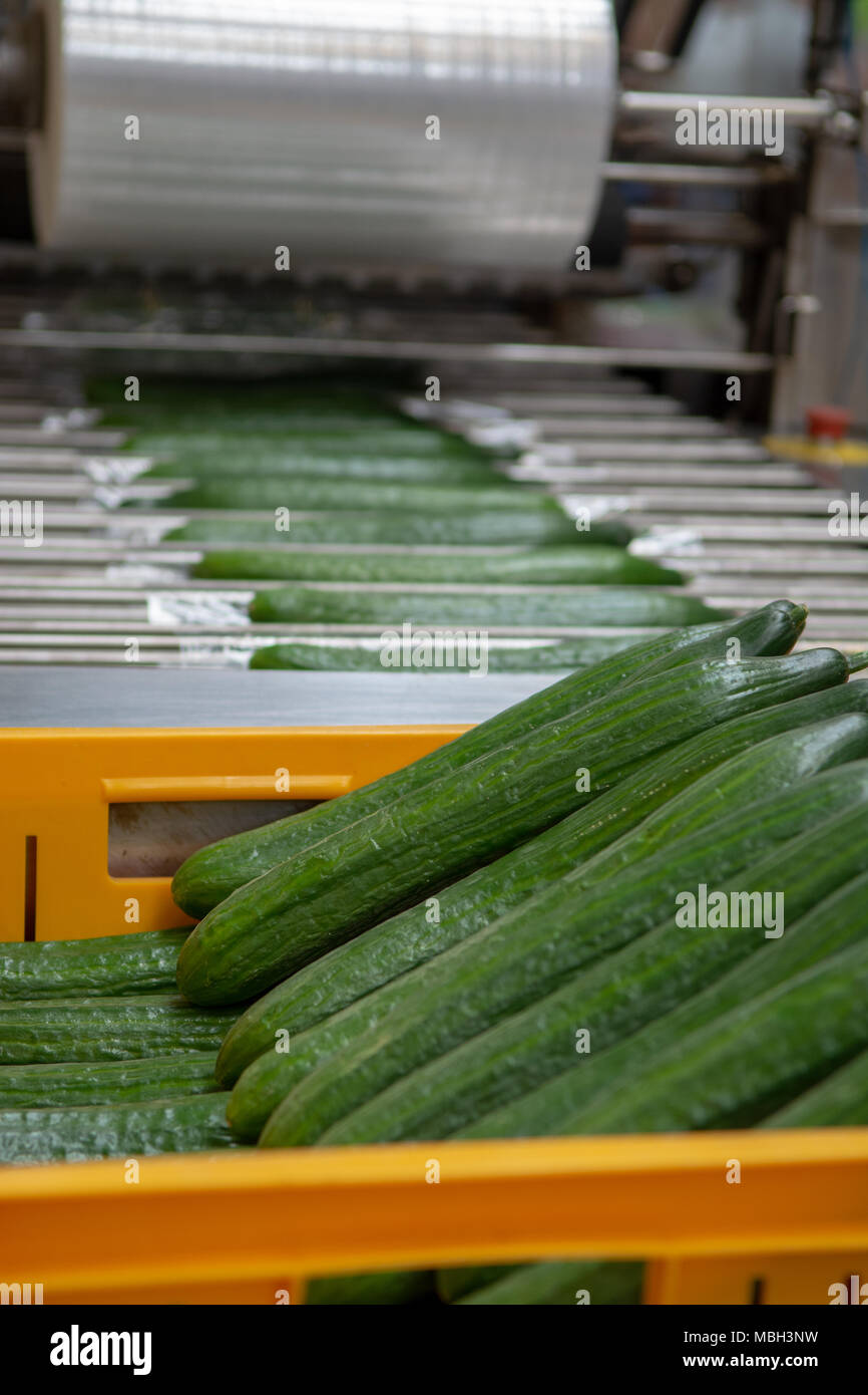 Packing of big ripe long green cucumbers for transportation, bio ...