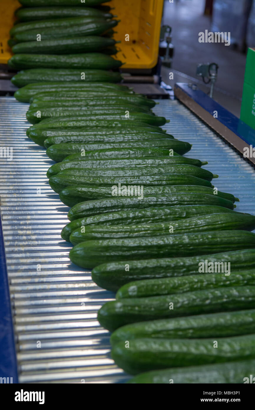 Packing of big ripe long green cucumbers for transportation, bio ...