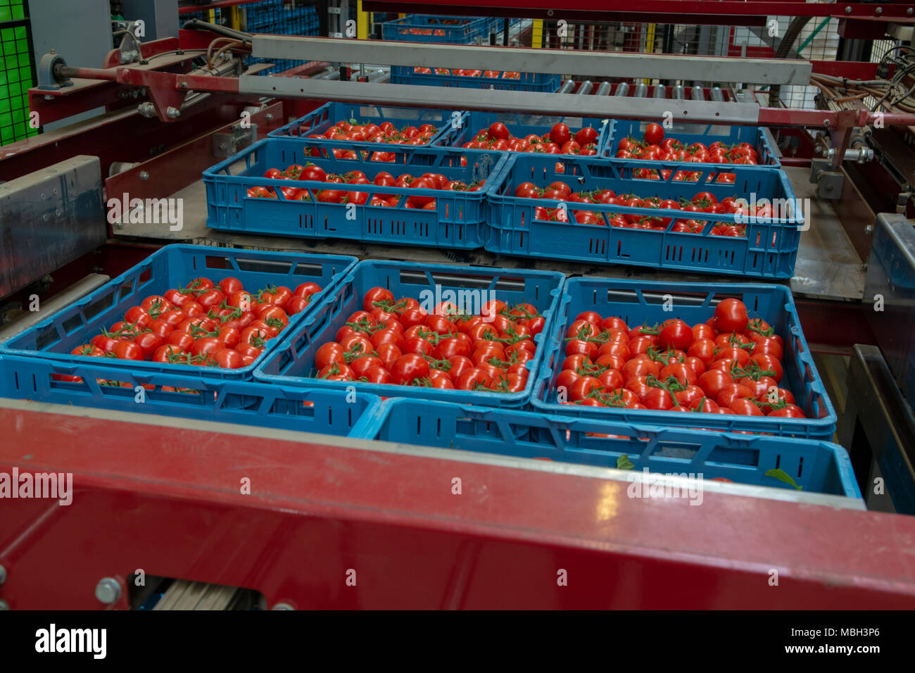 Sorting and packaging line of fresh ripe red tomatoes on vine in Dutch greenhouse, bio farming ...