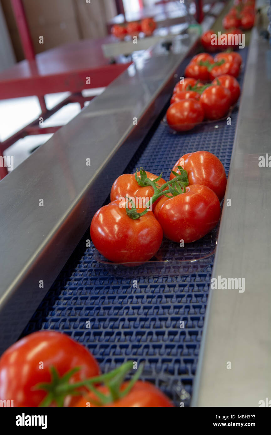 Sorting and packaging line of fresh ripe red tomatoes on vine in Dutch greenhouse, bio farming ...