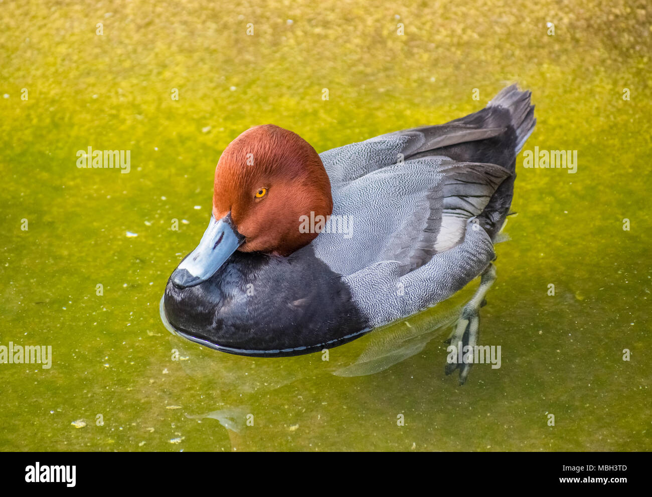 redhead duck in a pond Stock Photo - Alamy