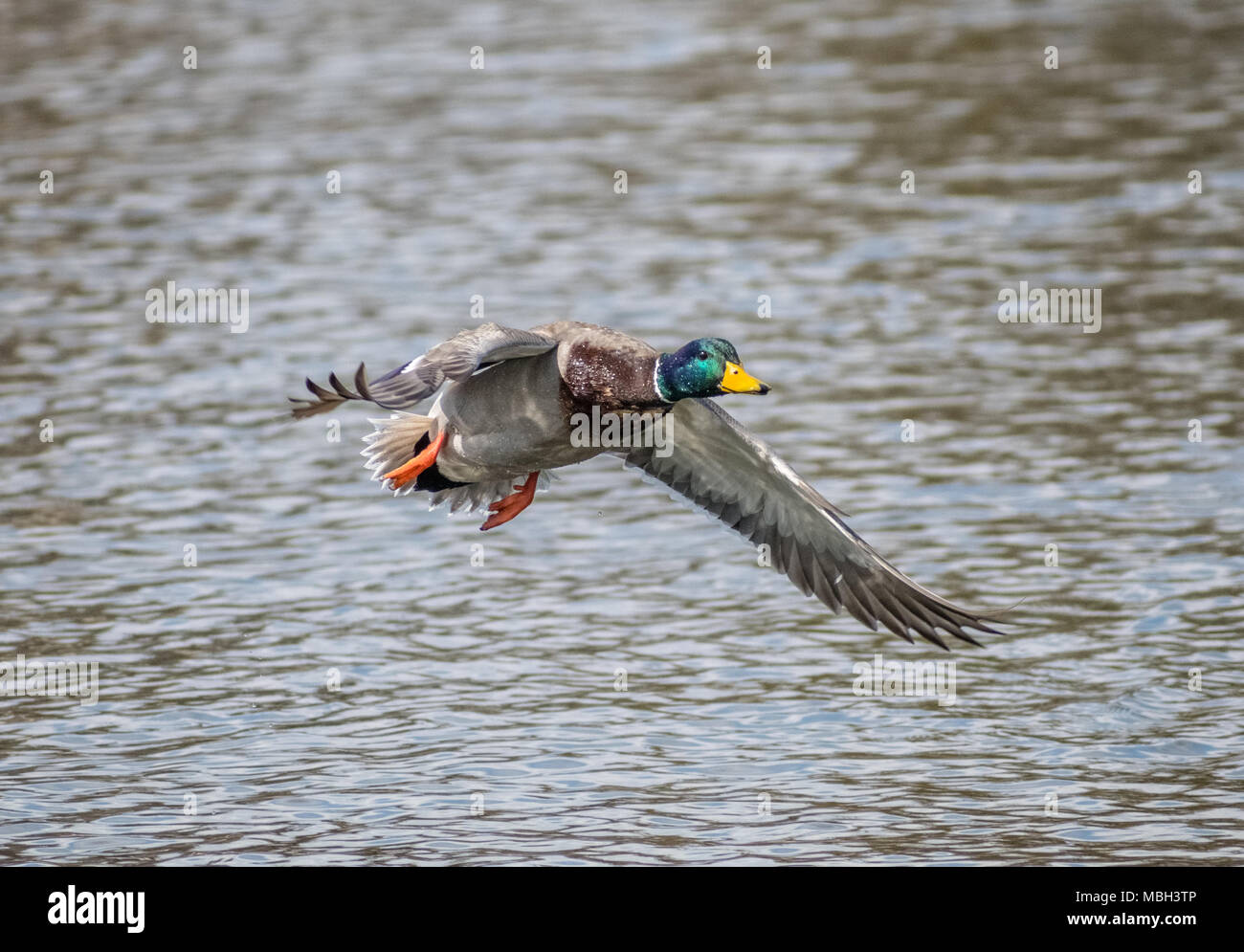 Ducks Flying Over Water