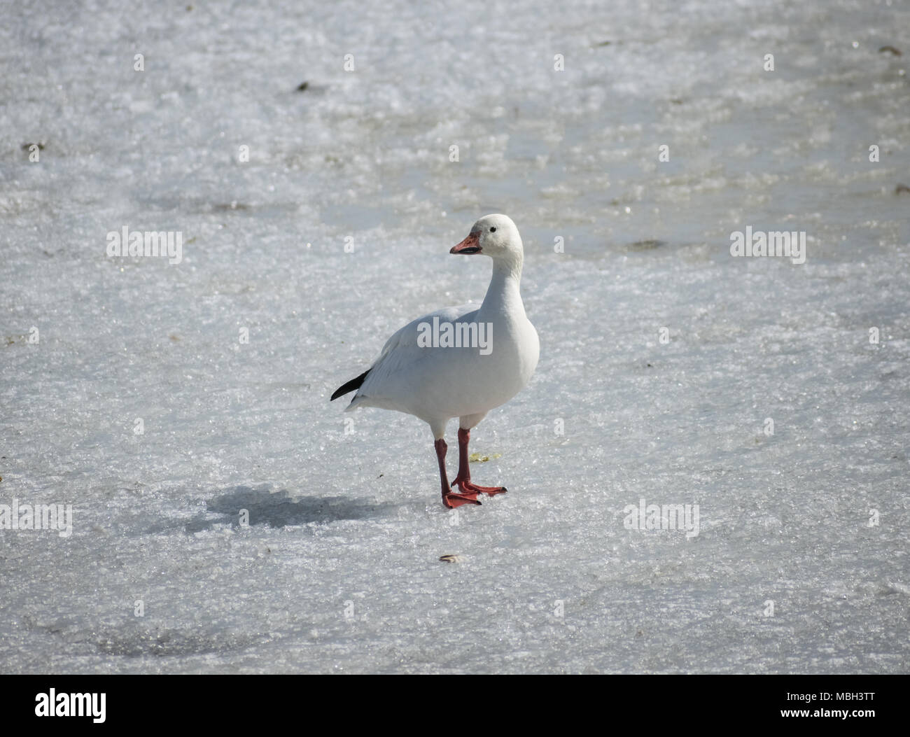 Frozen water bird hi-res stock photography and images - Alamy