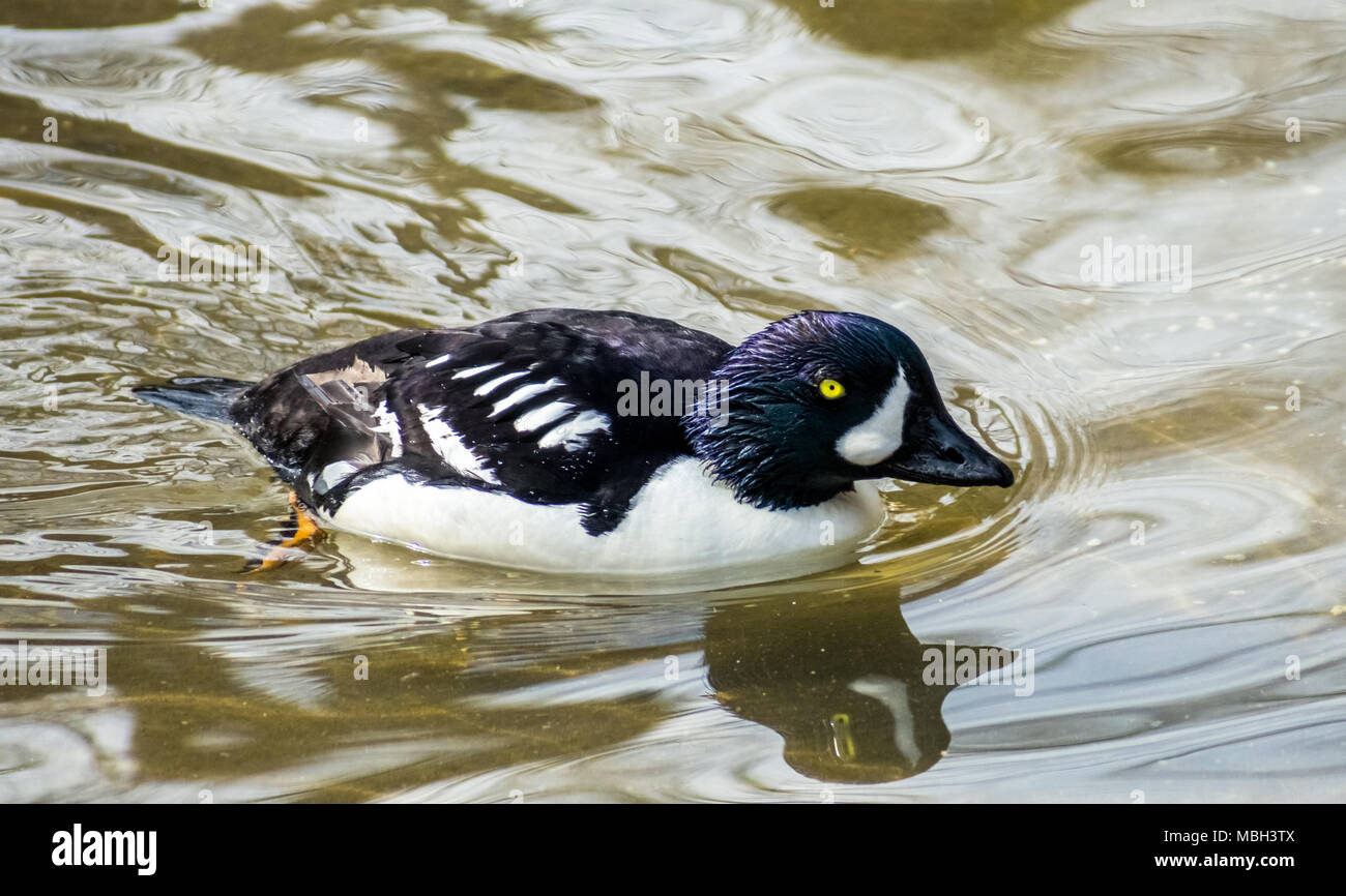 goldeneye duck in pond Stock Photo - Alamy