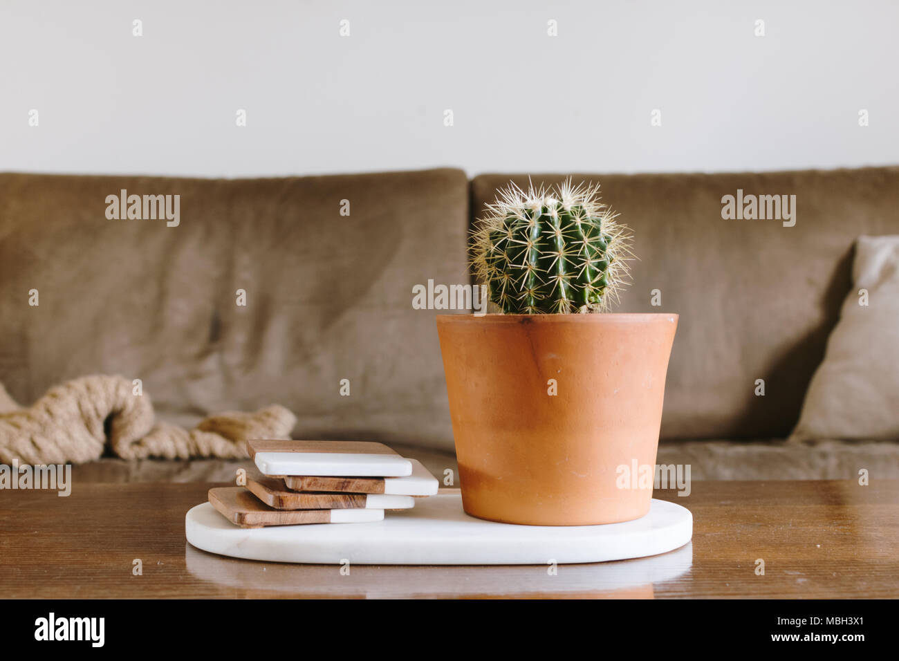 Cactus room hi-res stock photography and images - Alamy