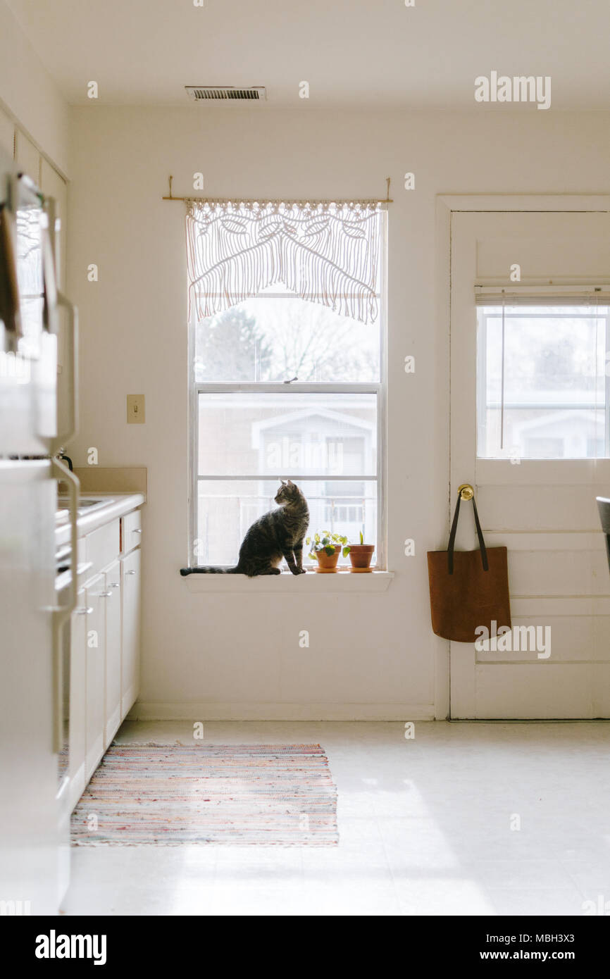 Cactus on coffee table in living room Stock Photo - Alamy