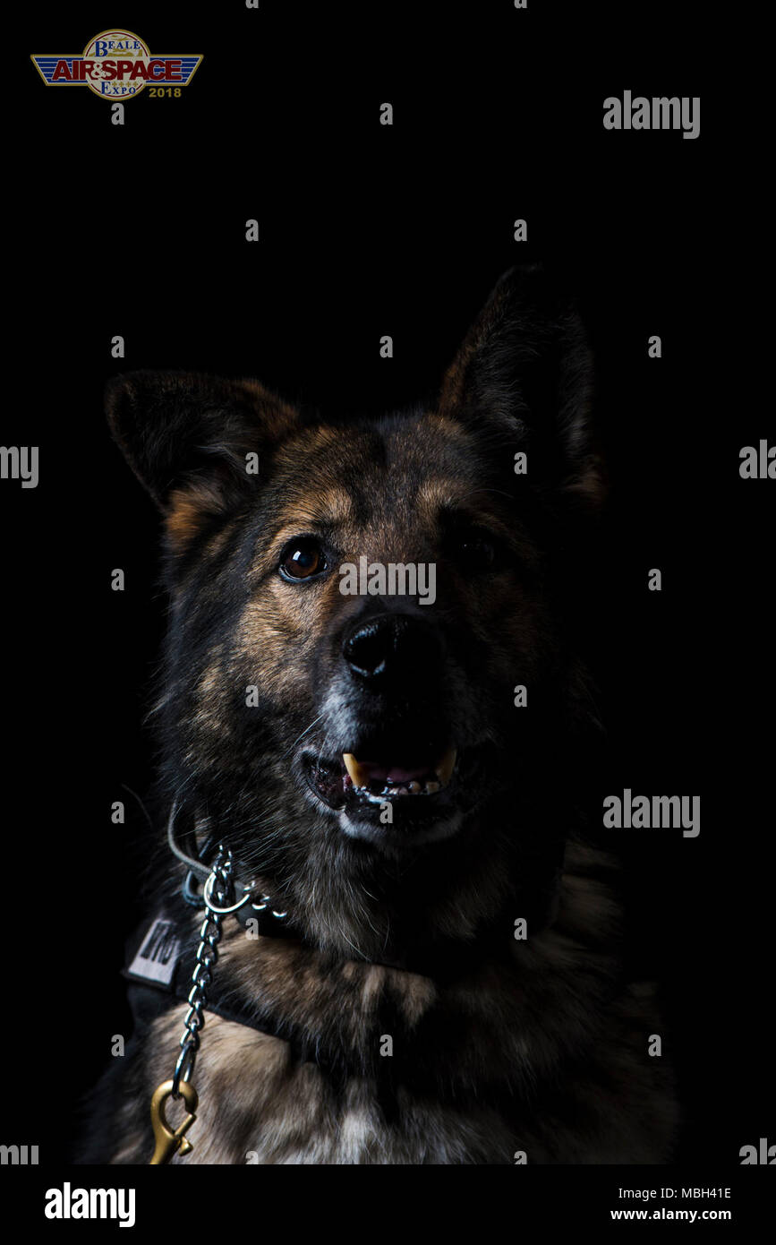 An Air Force military working dog assigned to the 9th Security Forces ...