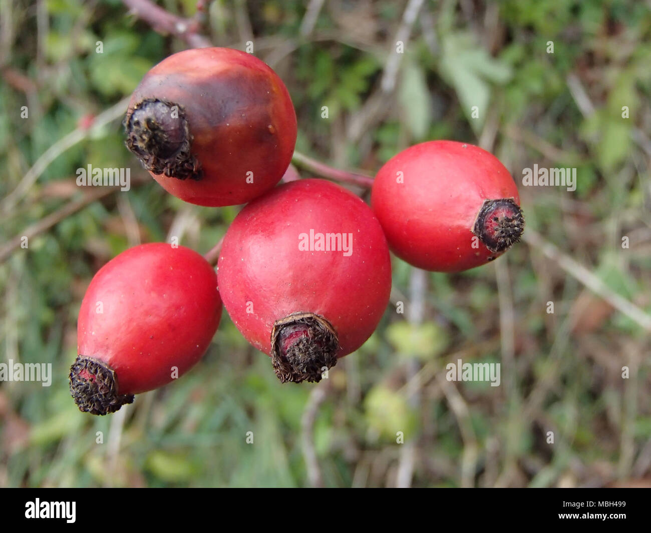 Mature rose bush hi-res stock photography and images - Alamy
