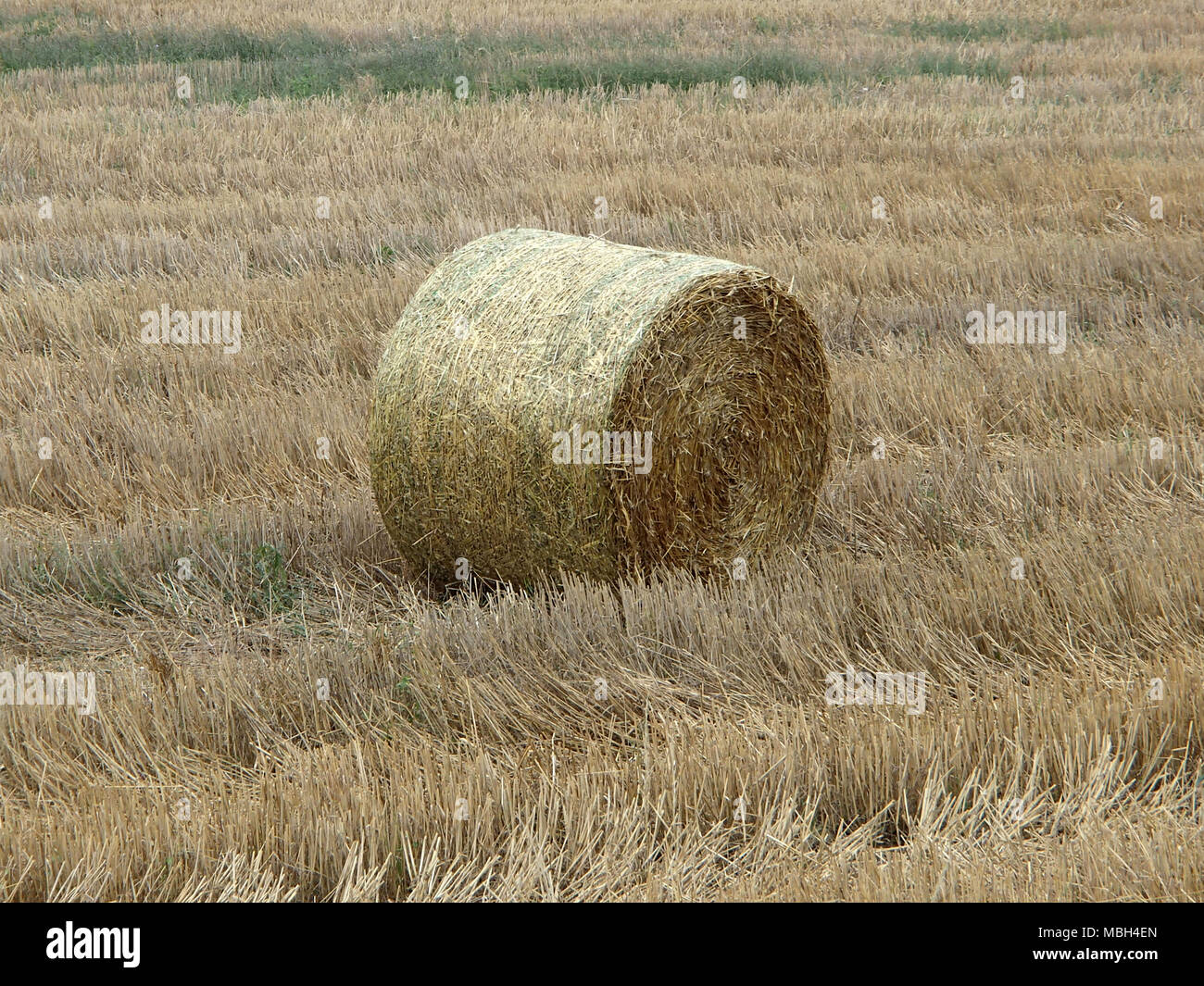 Grass straw field hi-res stock photography and images - Alamy