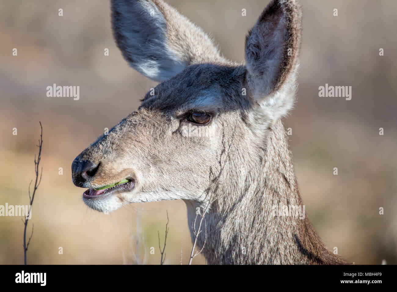 Rocky Mountain Mule Deer, (Odocoileus hemionus hemionus), Bosque del ...