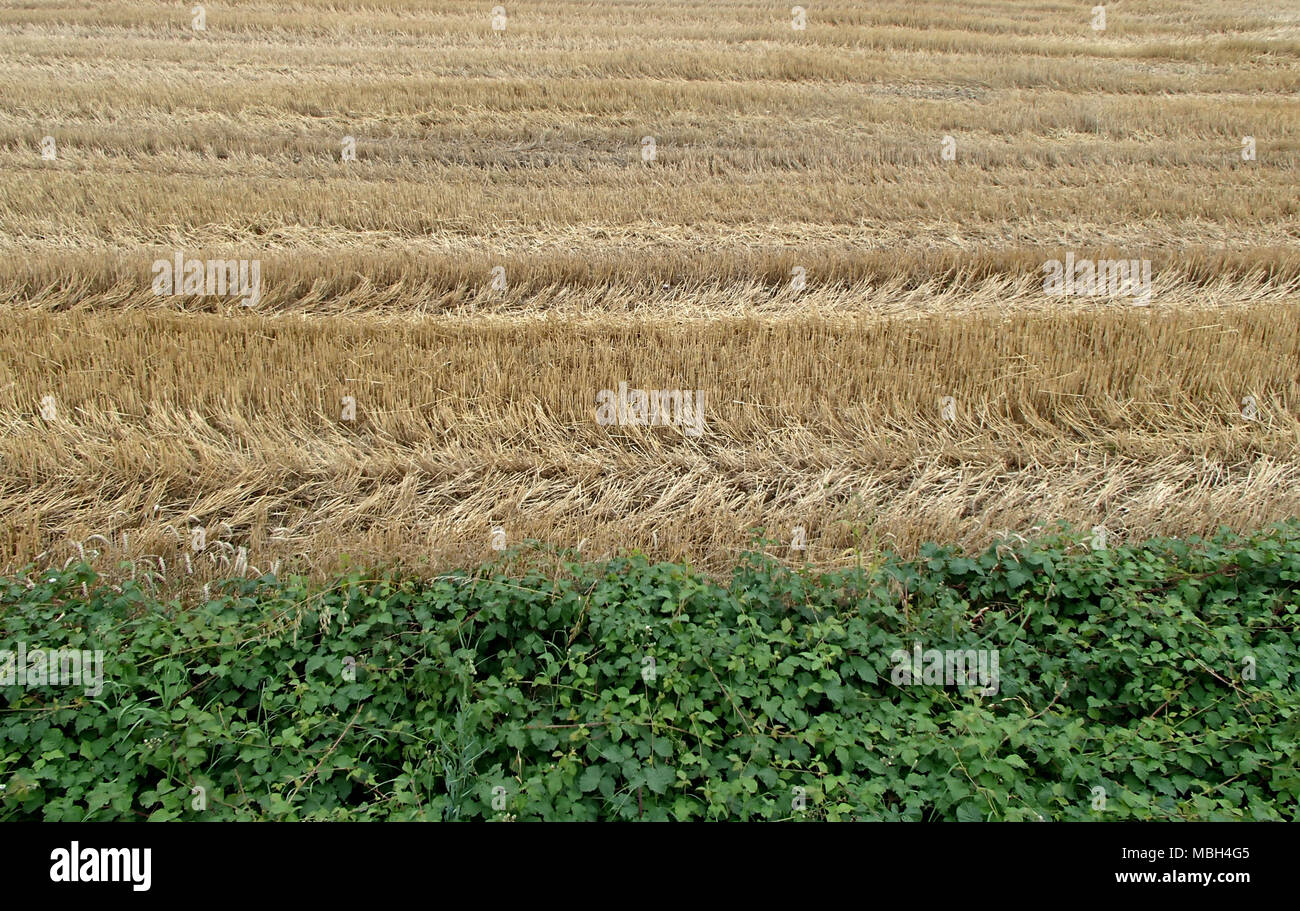 Grass straw field hi-res stock photography and images - Alamy