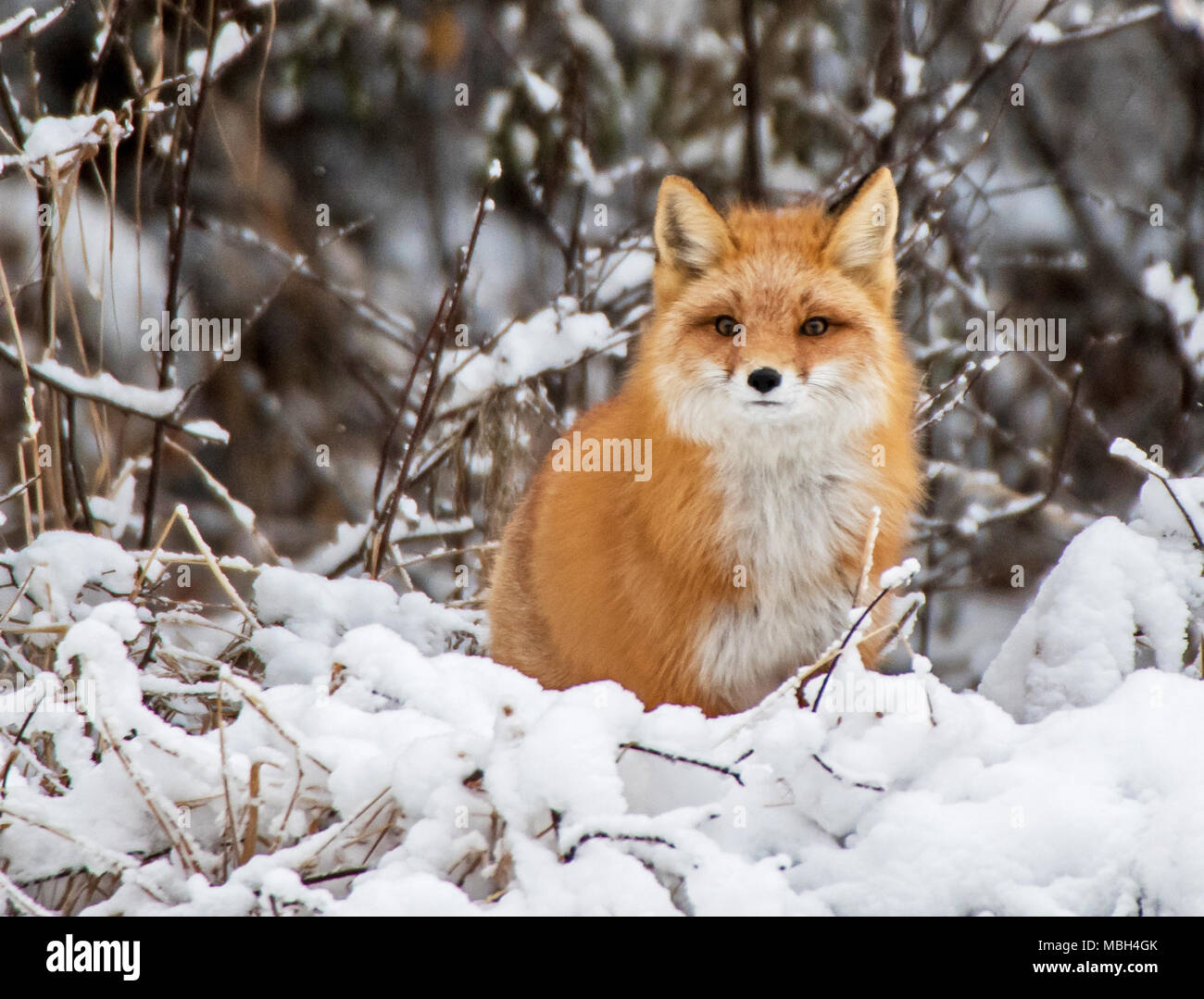 Red Fox Snow High Resolution Stock Photography and Images - Alamy