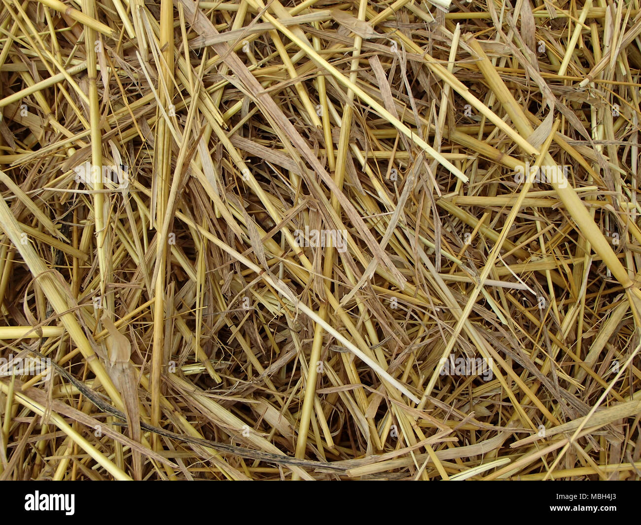 Golden Straw Textured Background Stock Photo - Alamy