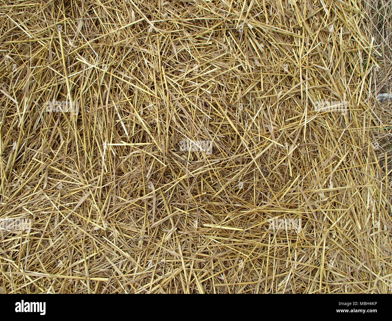 Golden Straw Textured Background Stock Photo - Alamy
