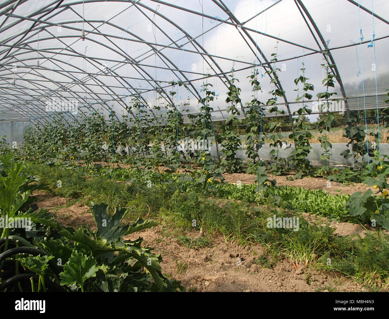 Inside a greenhouse hi-res stock photography and images - Alamy