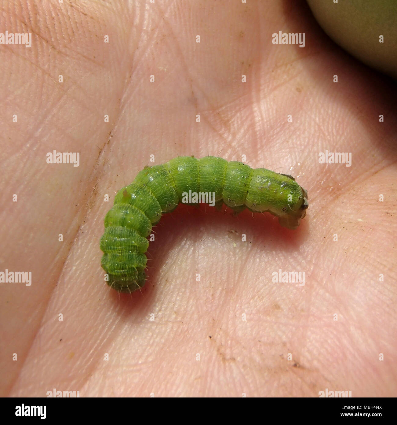 Green Noctua Caterpillar in a Human Hand Stock Photo - Alamy