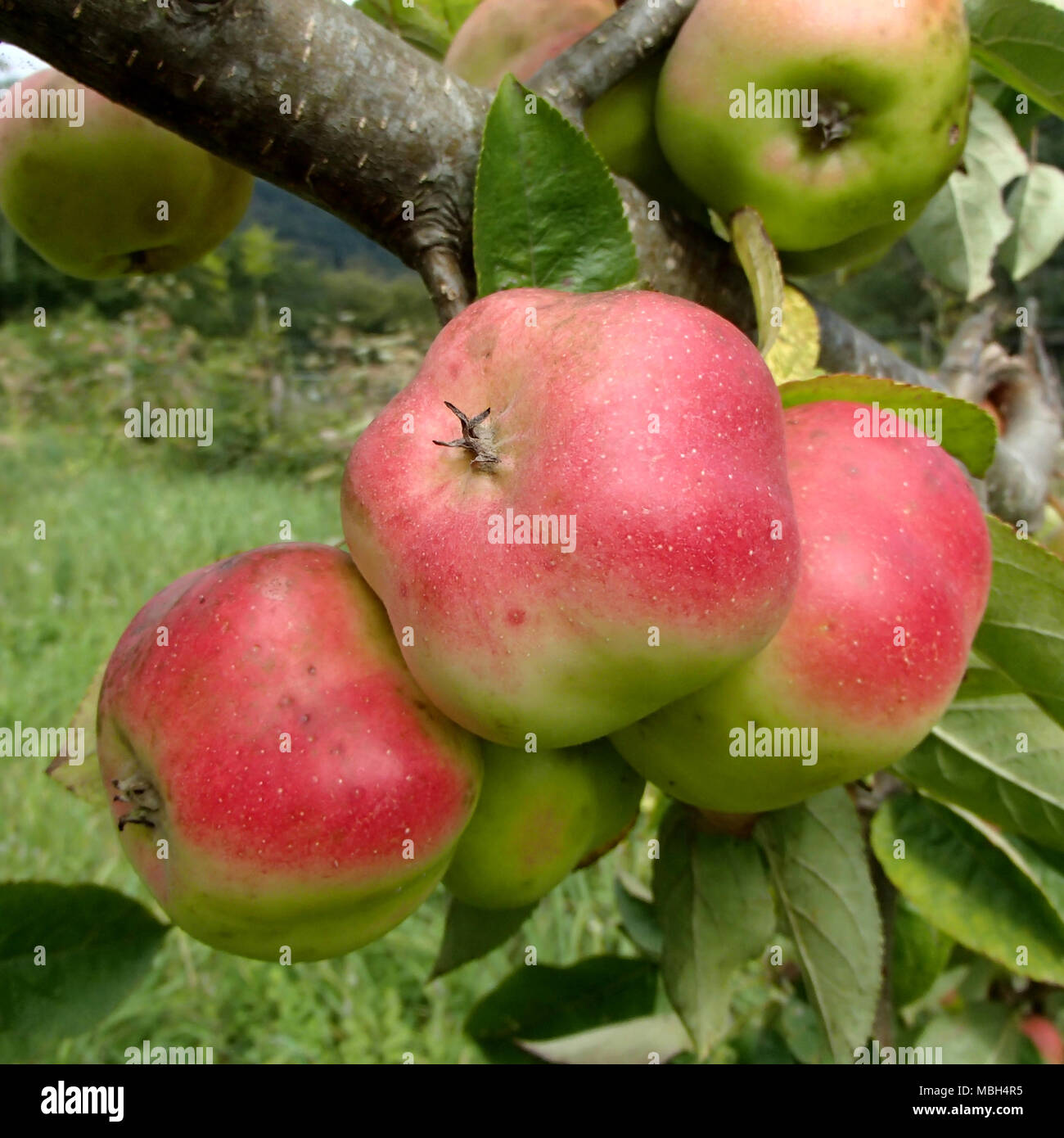 Star apple tree hi-res stock photography and images - Alamy