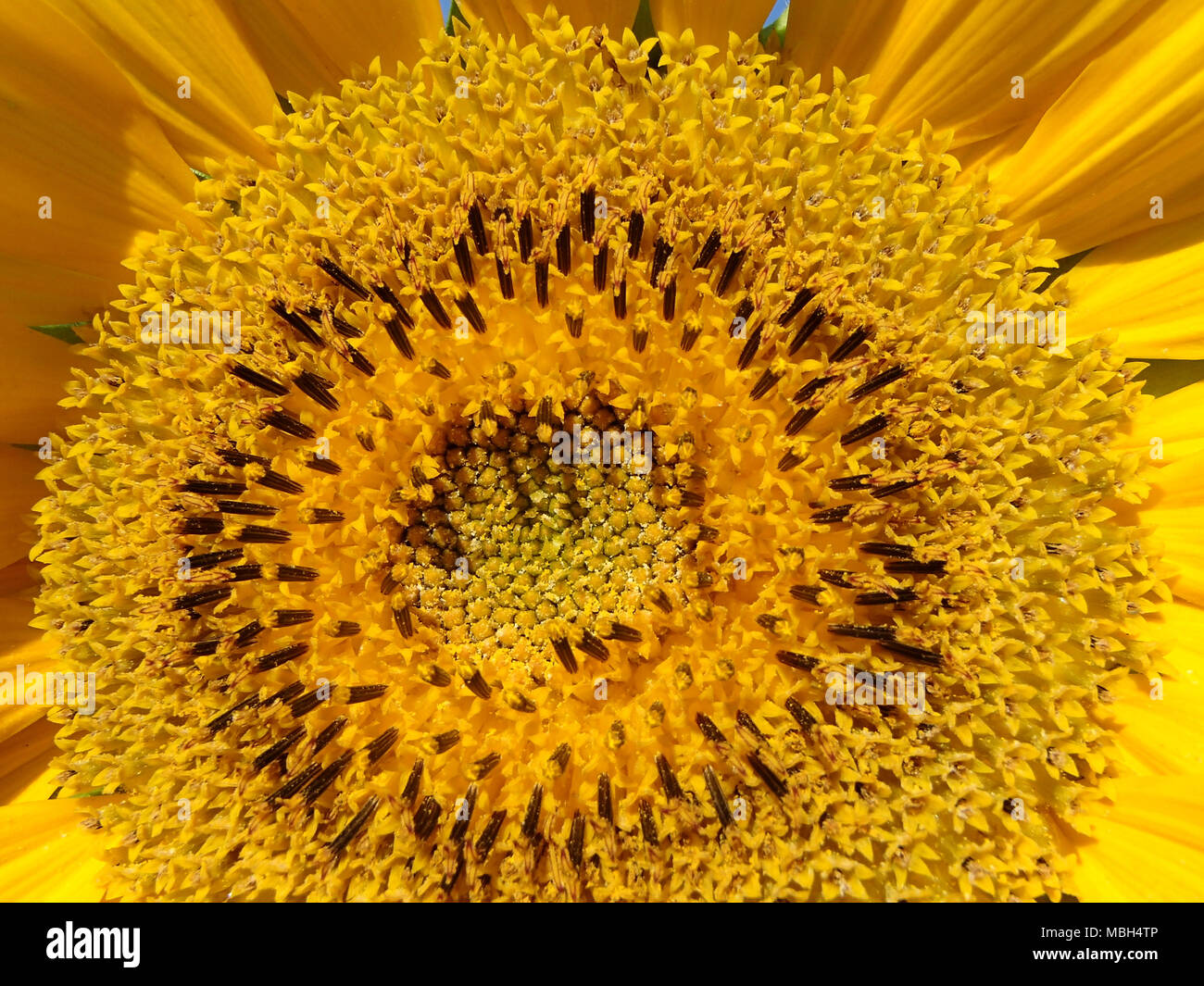 Sunflower core hi-res stock photography and images - Alamy