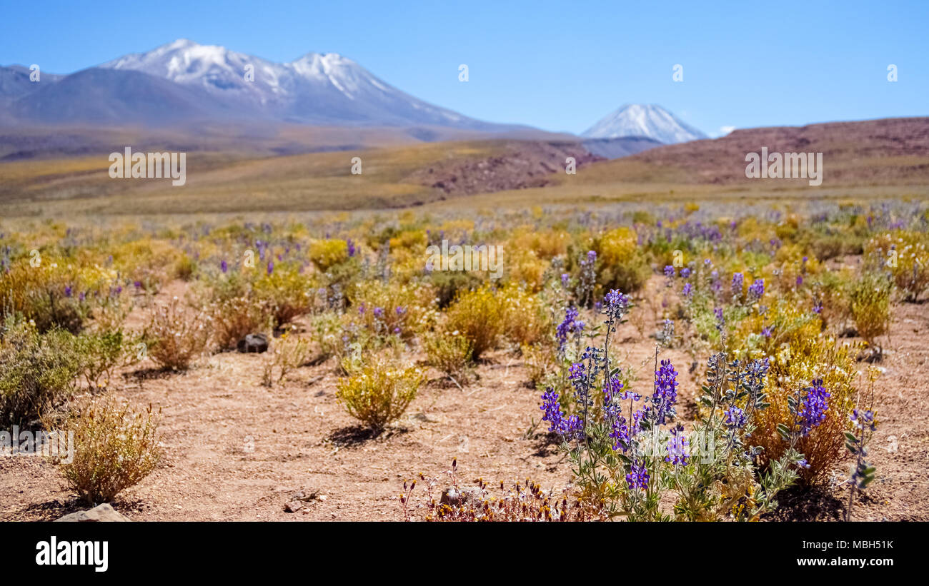 Atacama Lakes, Mountains and Wildlife Stock Photo - Alamy