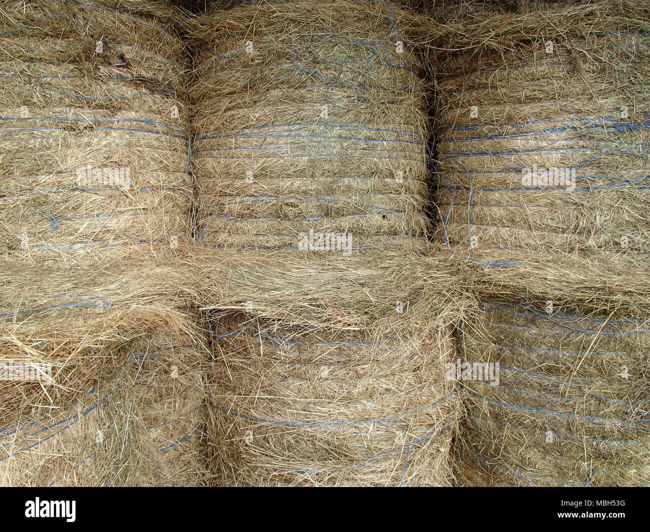 Six Stored Hay Bales with Blue String Stock Photo - Alamy