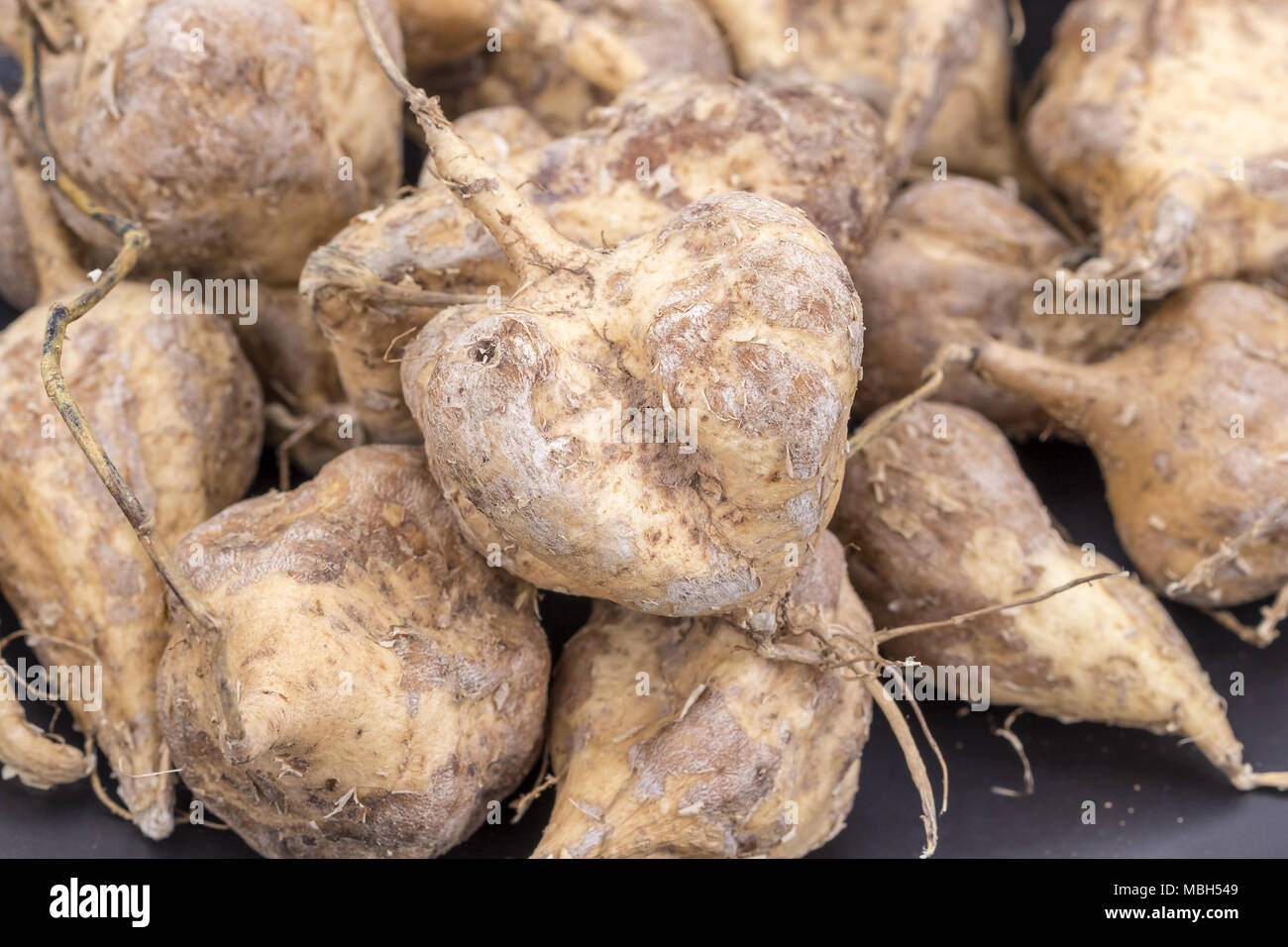 Yam Bean or Jicama unpeeled - scientific name is Pachyrhizus erosus (L ...