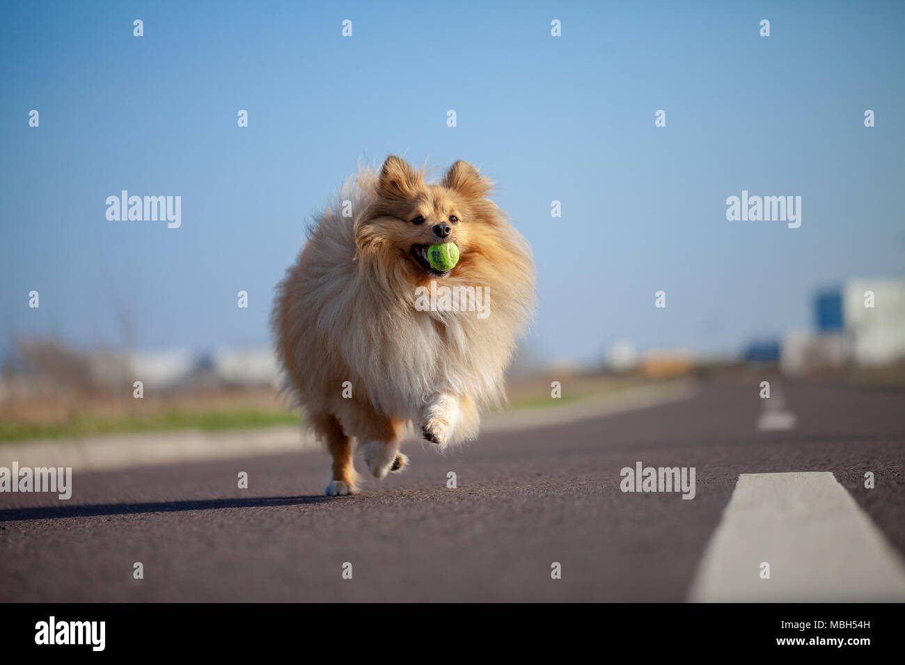 a shetland sheepdog plays with a little ball Stock Photo - Alamy