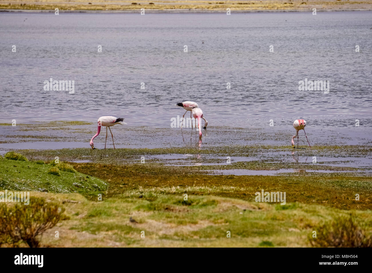 Atacama Birds and Flamingos Stock Photo - Alamy