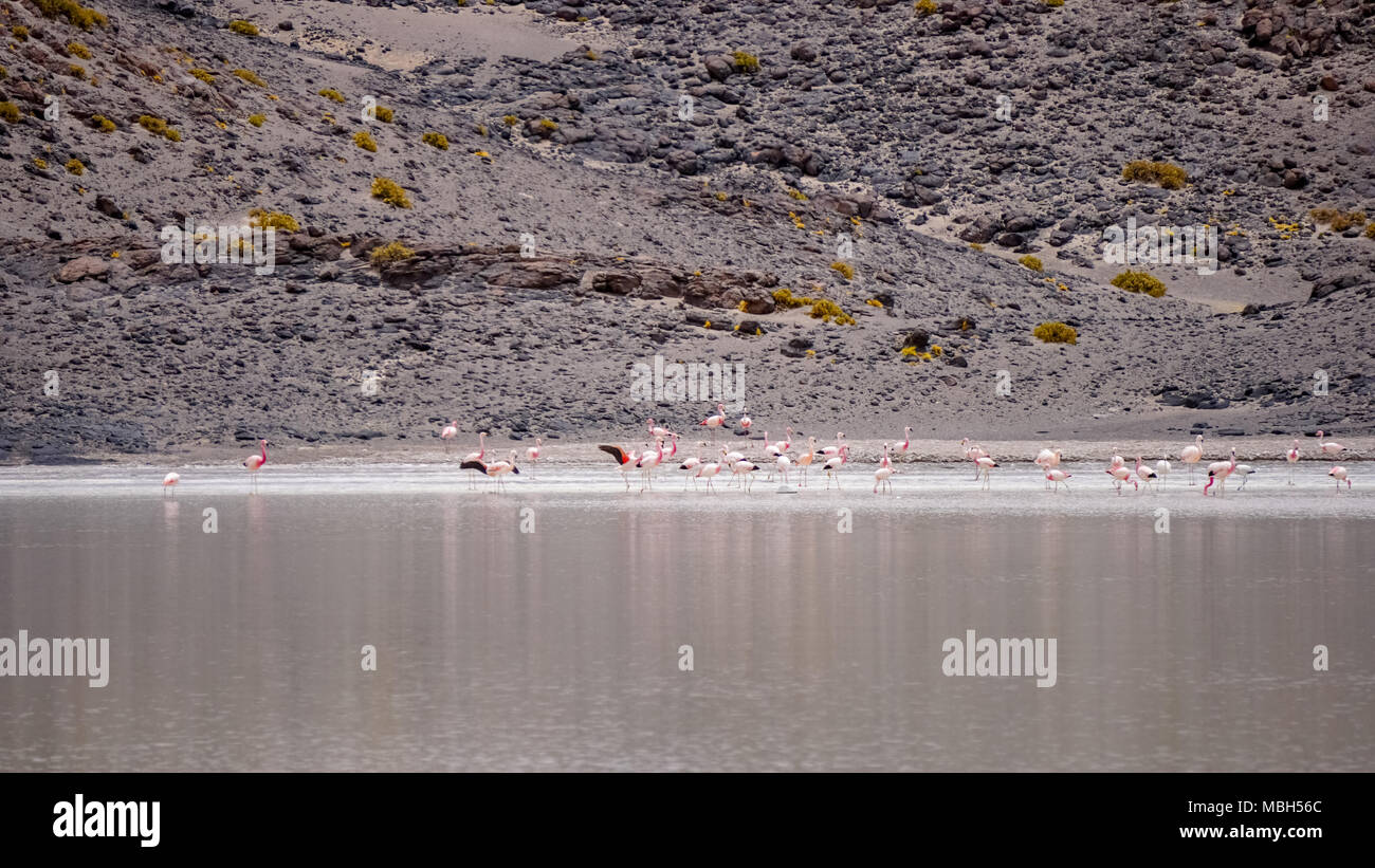 Atacama Birds and Flamingos Stock Photo - Alamy