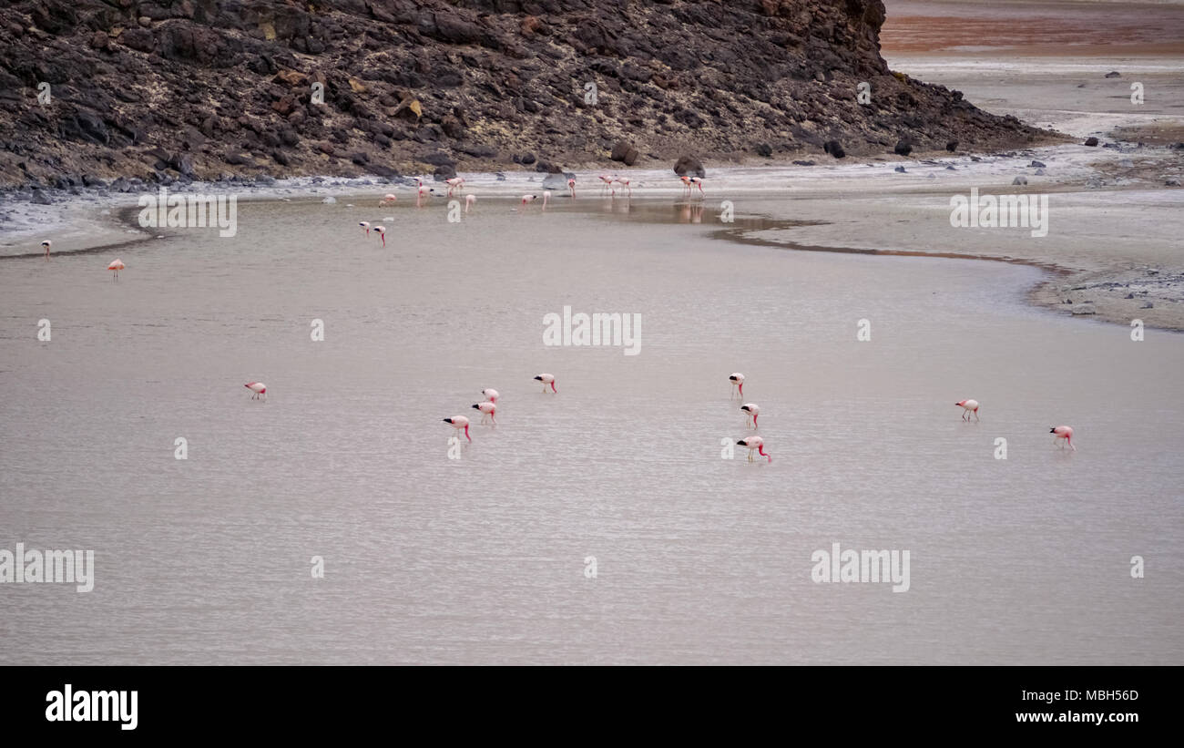 Atacama Birds and Flamingos Stock Photo - Alamy
