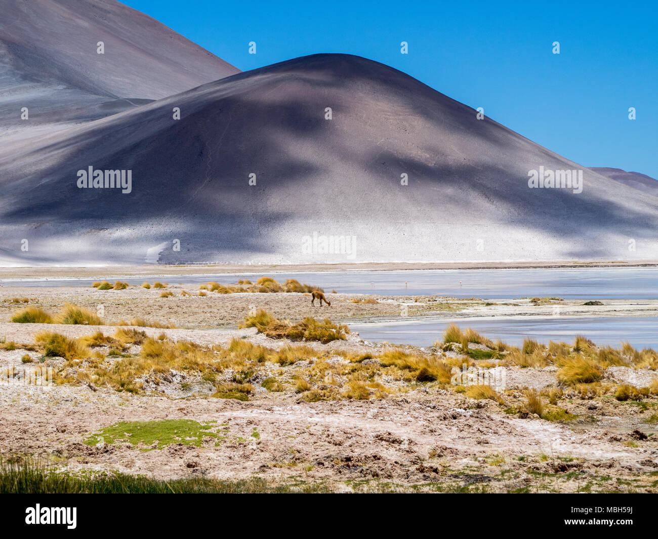 Atacama Lakes and Desert Stock Photo - Alamy