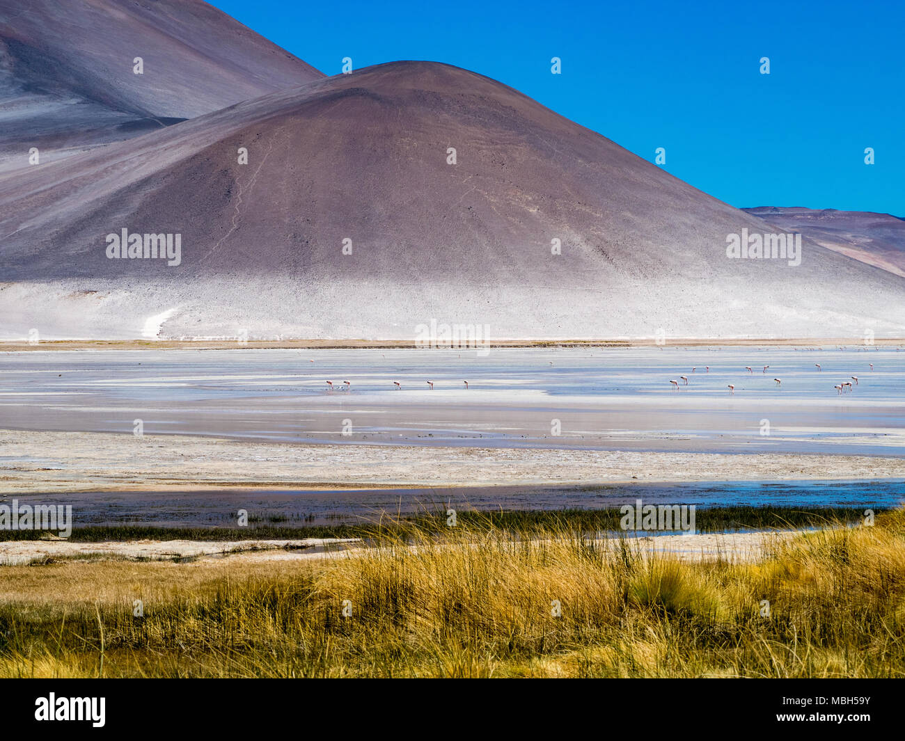 Atacama Lakes and Desert Stock Photo - Alamy
