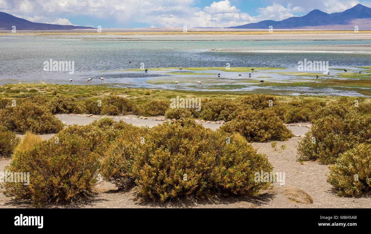 Atacama Lakes and Desert Stock Photo - Alamy