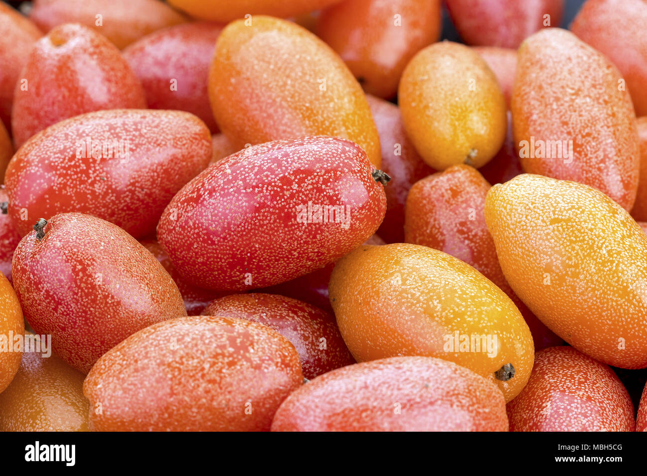 Elaeagnus Latifolia High Resolution Stock Photography and Images - Alamy