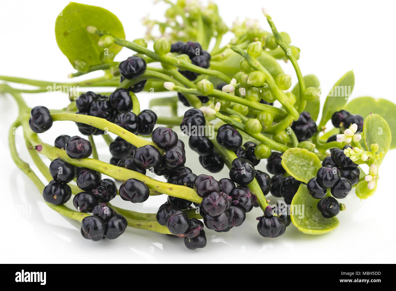 Malabar Spinach, Ceylon Spinach (Scientific name is Basella alba) on ...