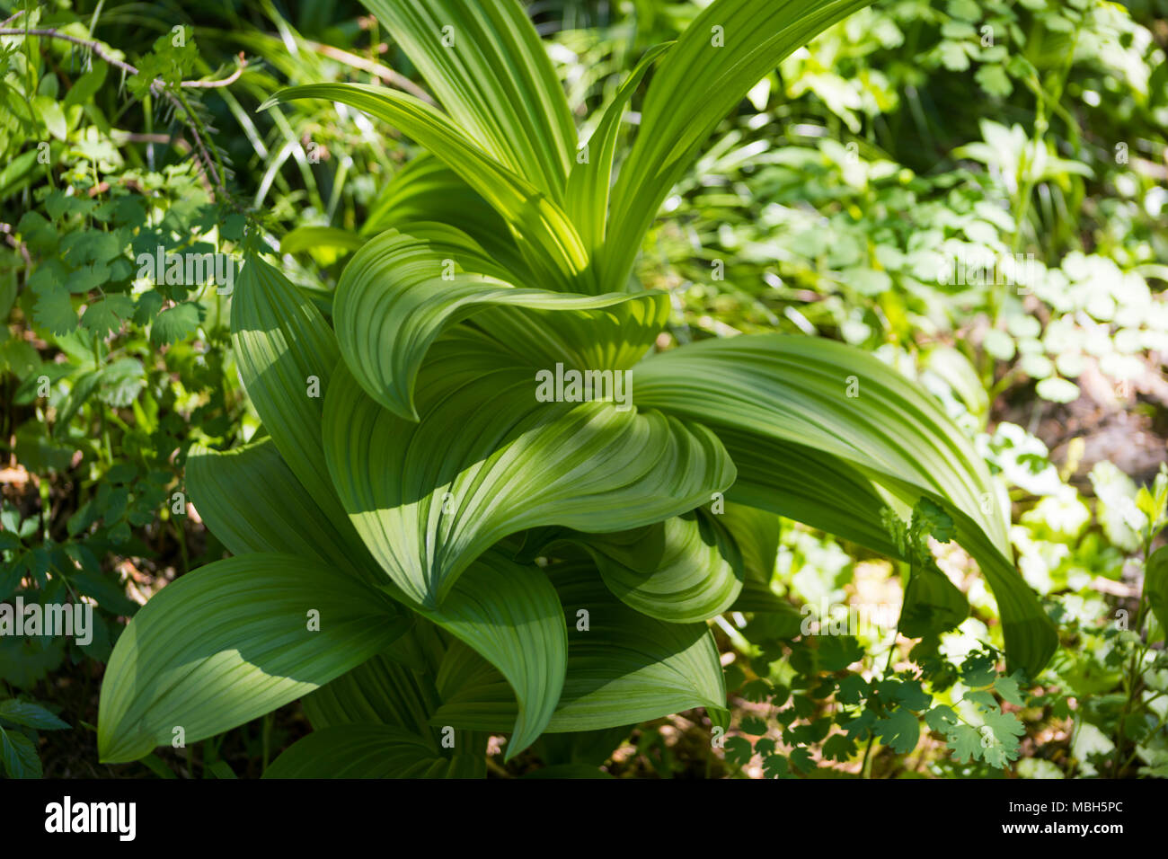 Green false hellebore hi-res stock photography and images - Alamy