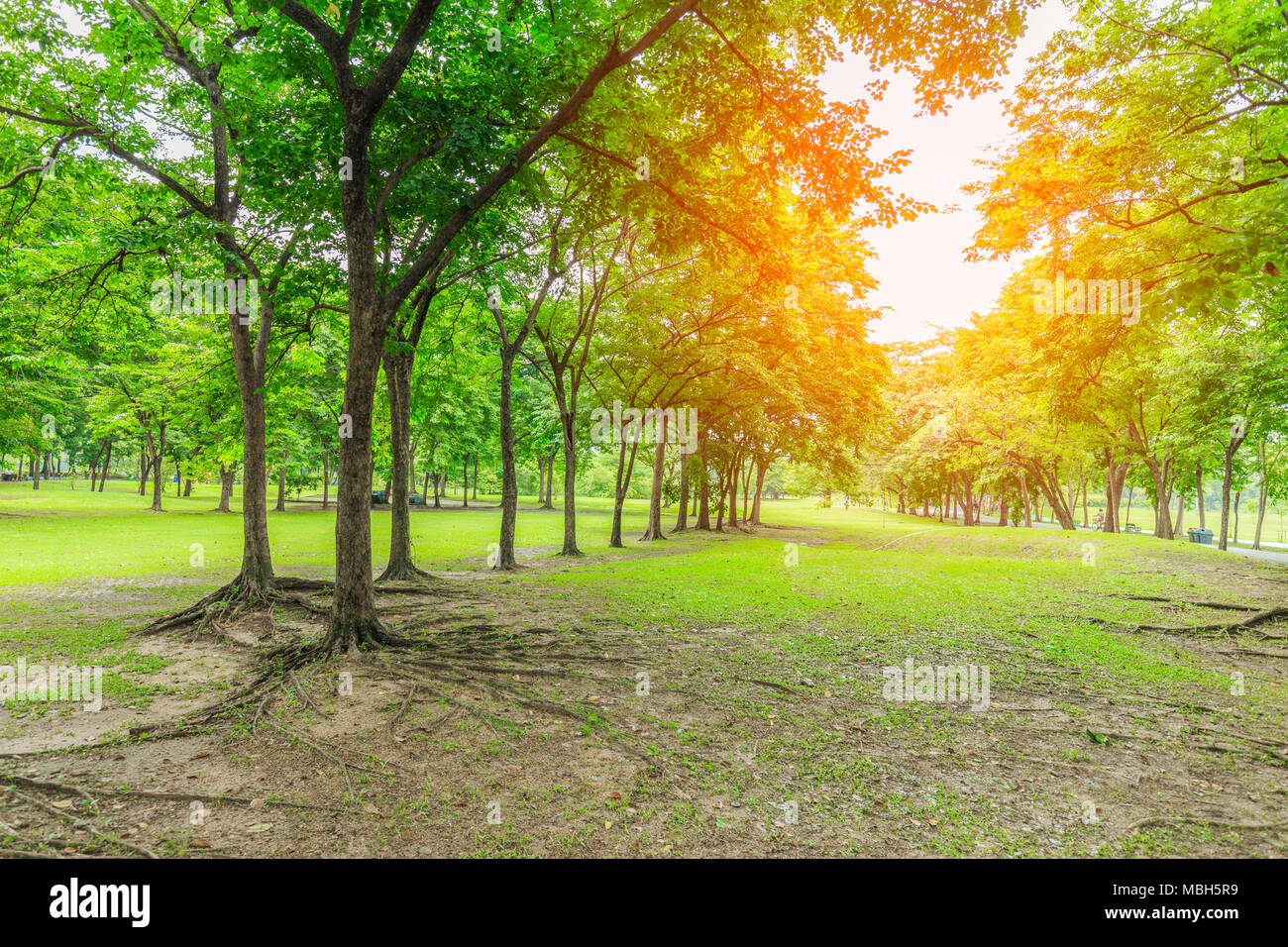 Summer city park at midday hi-res stock photography and images - Alamy